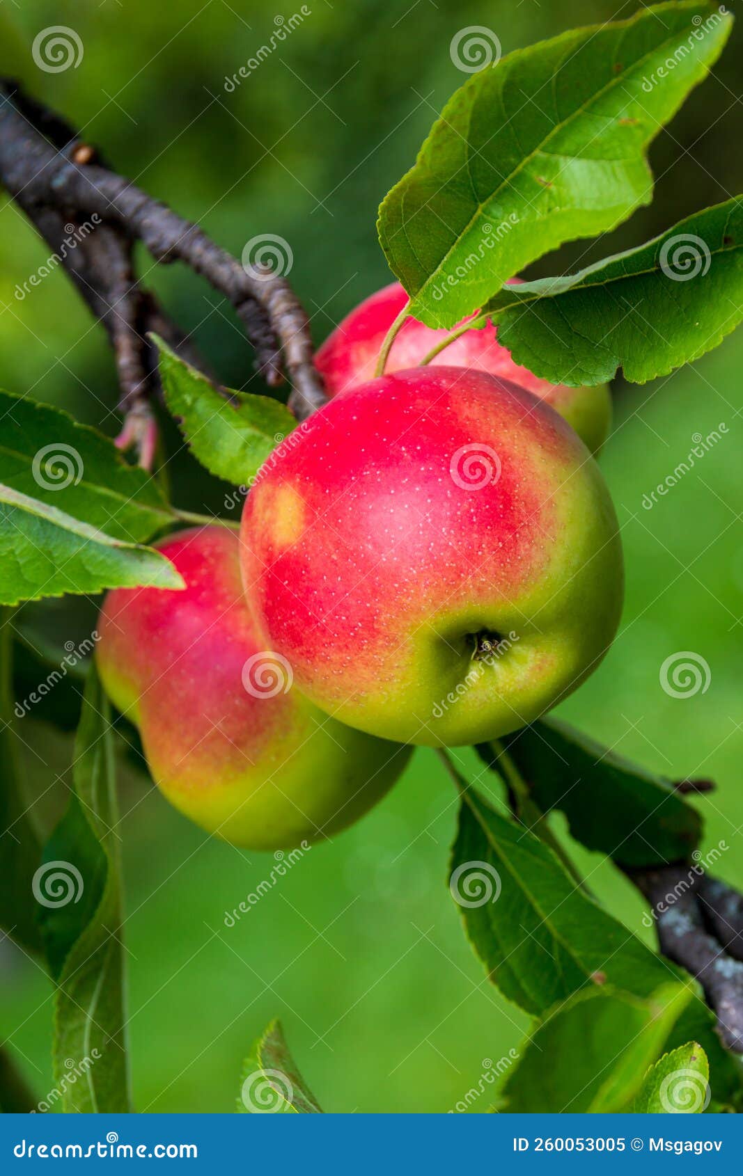 Three red apples on a tree stock image. Image of growth - 260053005