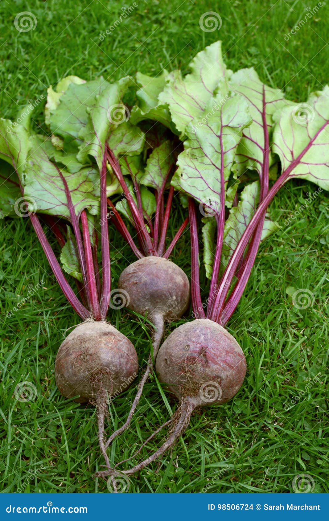 Three Red Beetroot with Purple Stalks and Green Leaves Stock Photo ...
