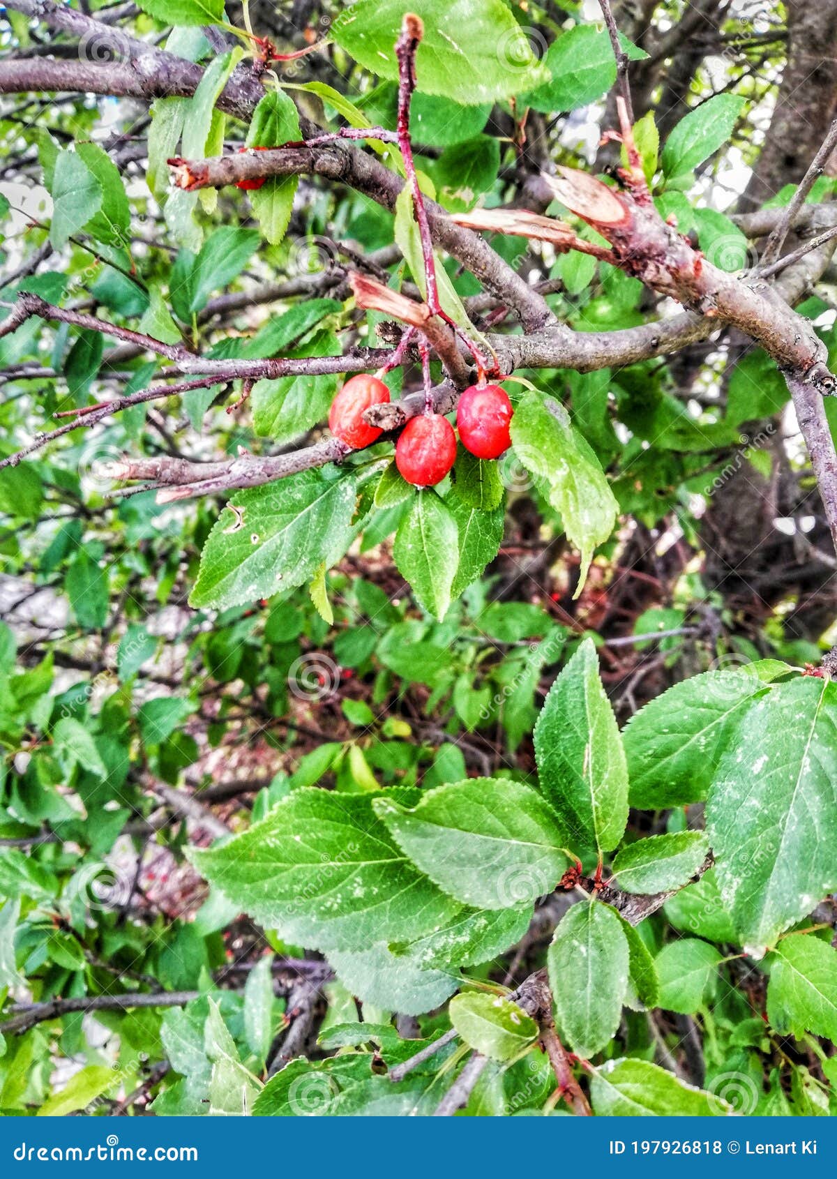 Three red berries stock photo. Image of green, three - 197926818