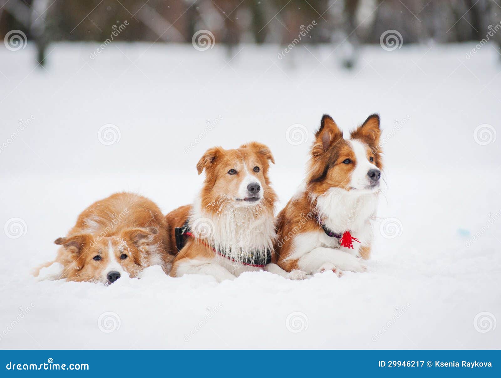 Three Dogs Lying on the Snow in Winter Stock Image - Image of freedom ...