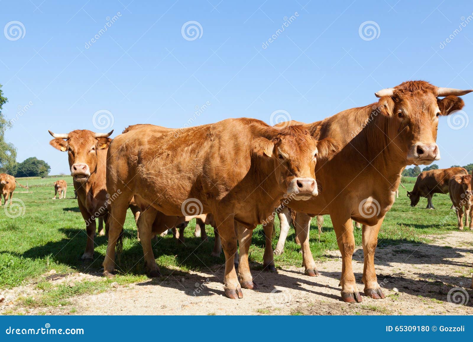 Three Red Brown Limousin Beef Cows Looking Curiously at the Came Stock ...