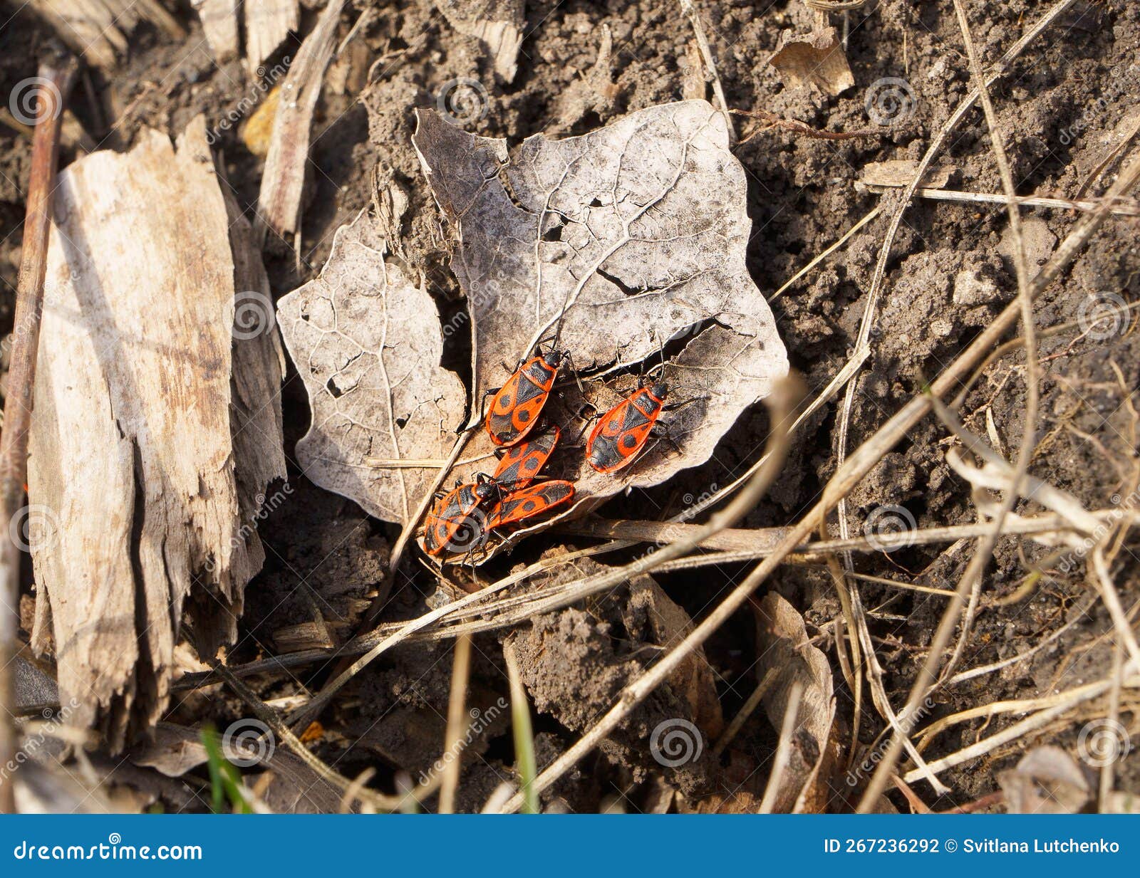 Three Red Bugs on a Dry Leaf of a Tree in the Rays of the Spring Sun ...