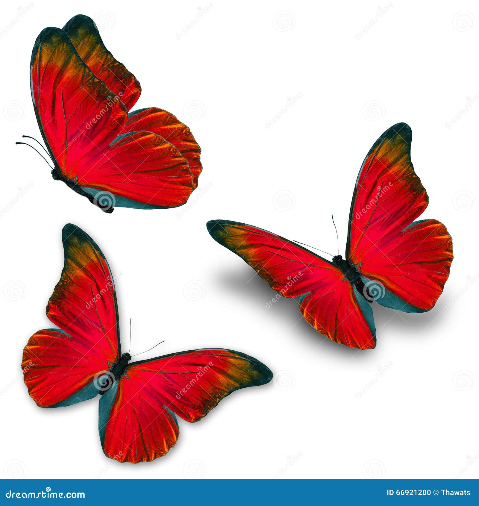 Three Red Butterfly Stock Photography | CartoonDealer.com #66921200