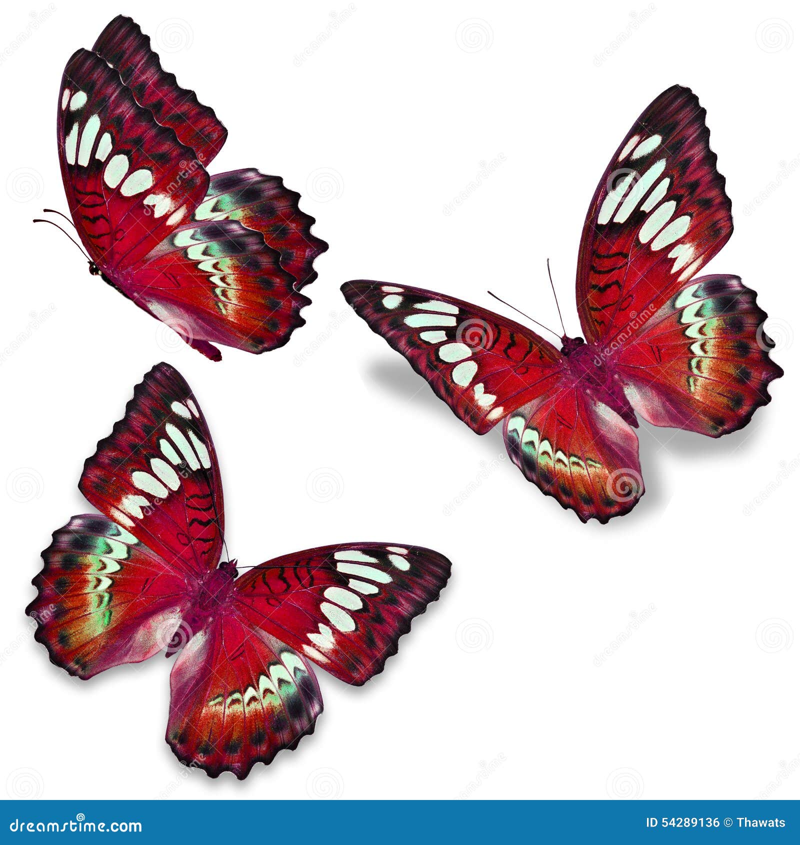 Three Red Butterfly Stock Photography | CartoonDealer.com #54289136