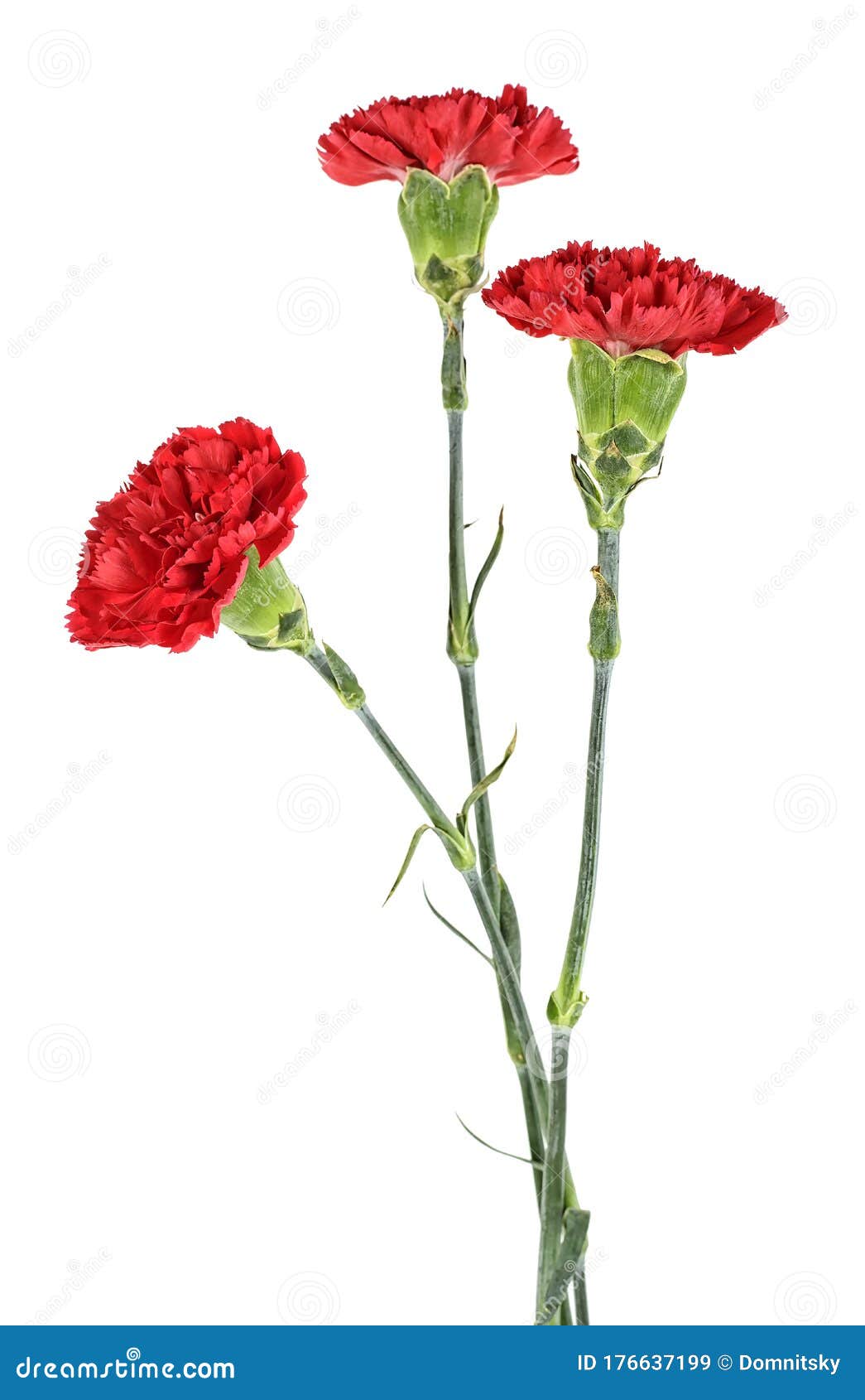 Three Red Carnation Flowers Isolated on White Background Stock Image ...