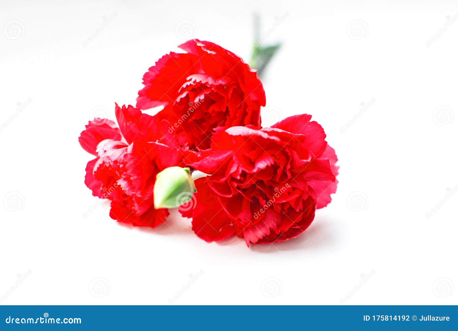 Three Red Carnation Flowers on a White Background Stock Photo - Image ...