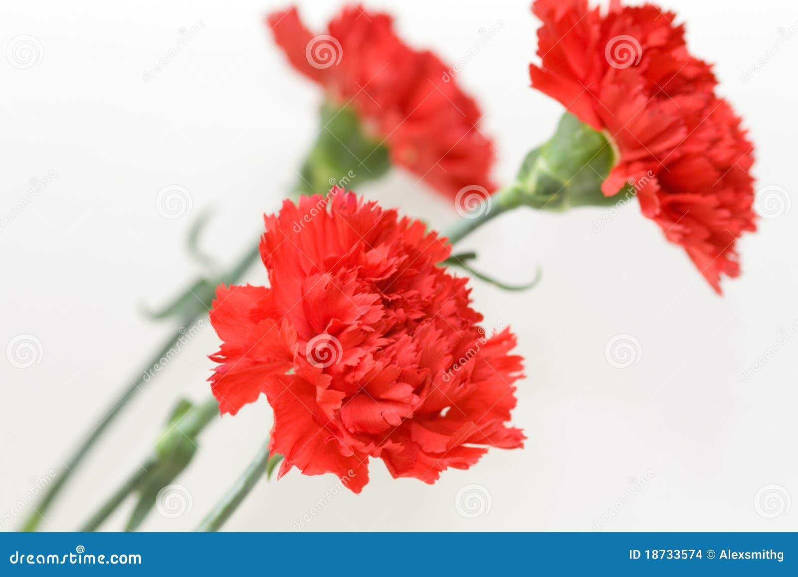 Three red carnations stock photo. Image of macro, gift - 18733574