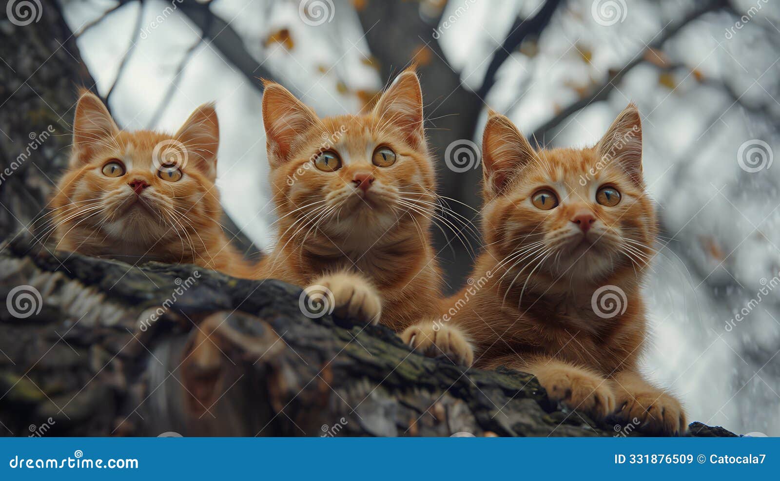 Three Red Cats Climbing a Tree Trunk in a Forest during Daylight Stock ...