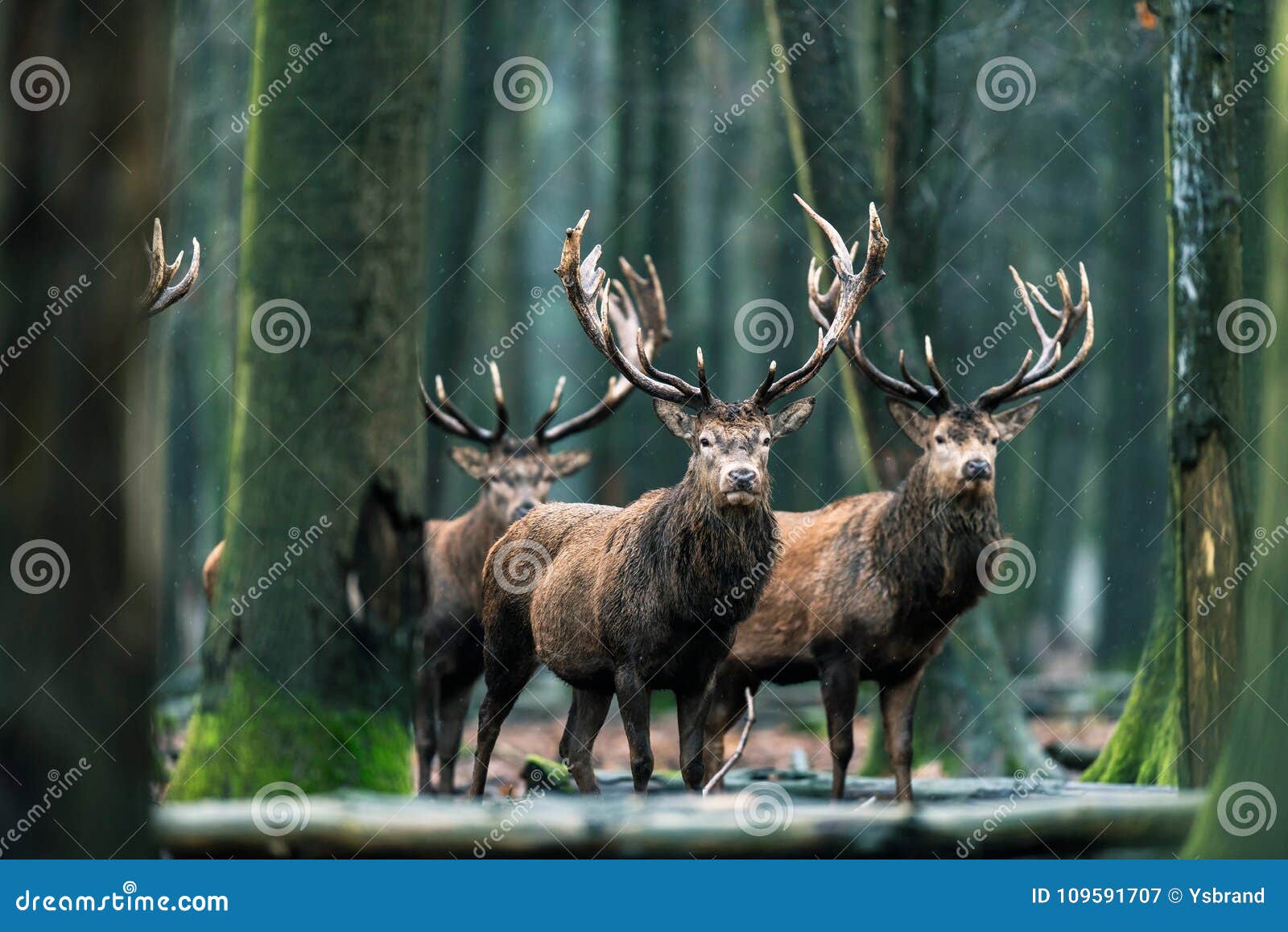 Three Red Deer Stag Standing Together in Forest. Stock Image - Image of ...