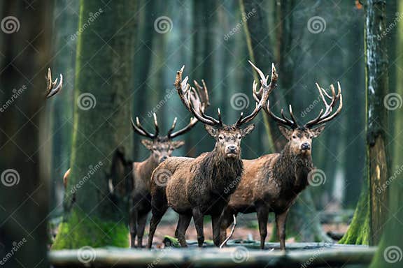 Three Red Deer Stag Standing Together in Forest. Stock Image - Image of ...