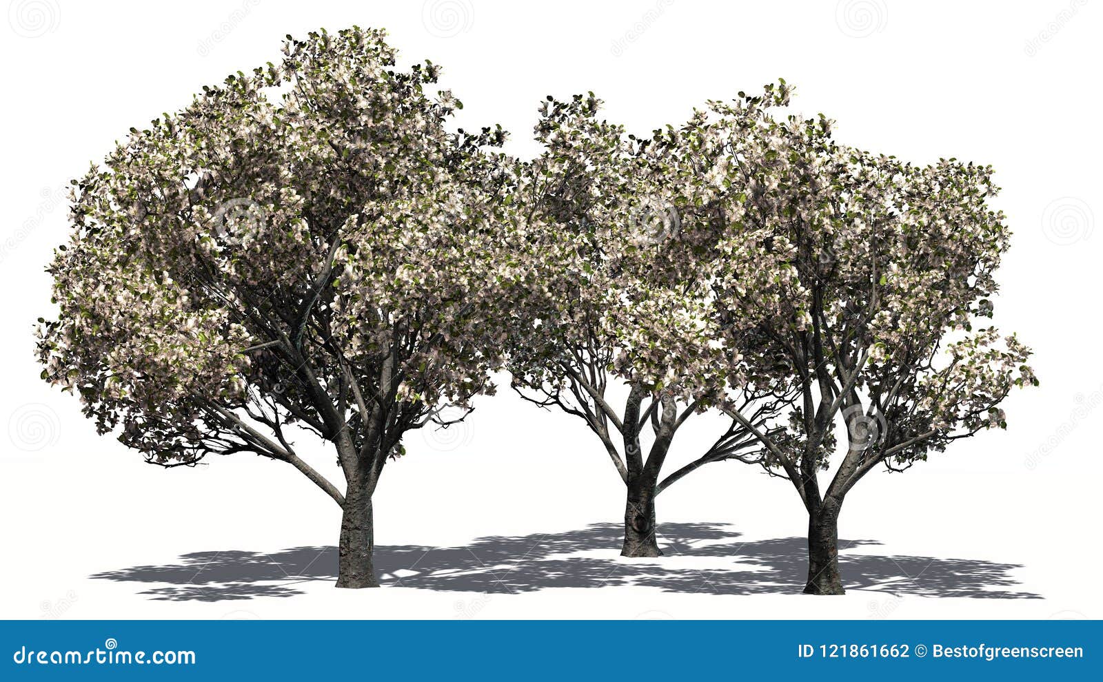 Three Red Delicious Apple Trees with Blossoms Stock Photo - Image of ...