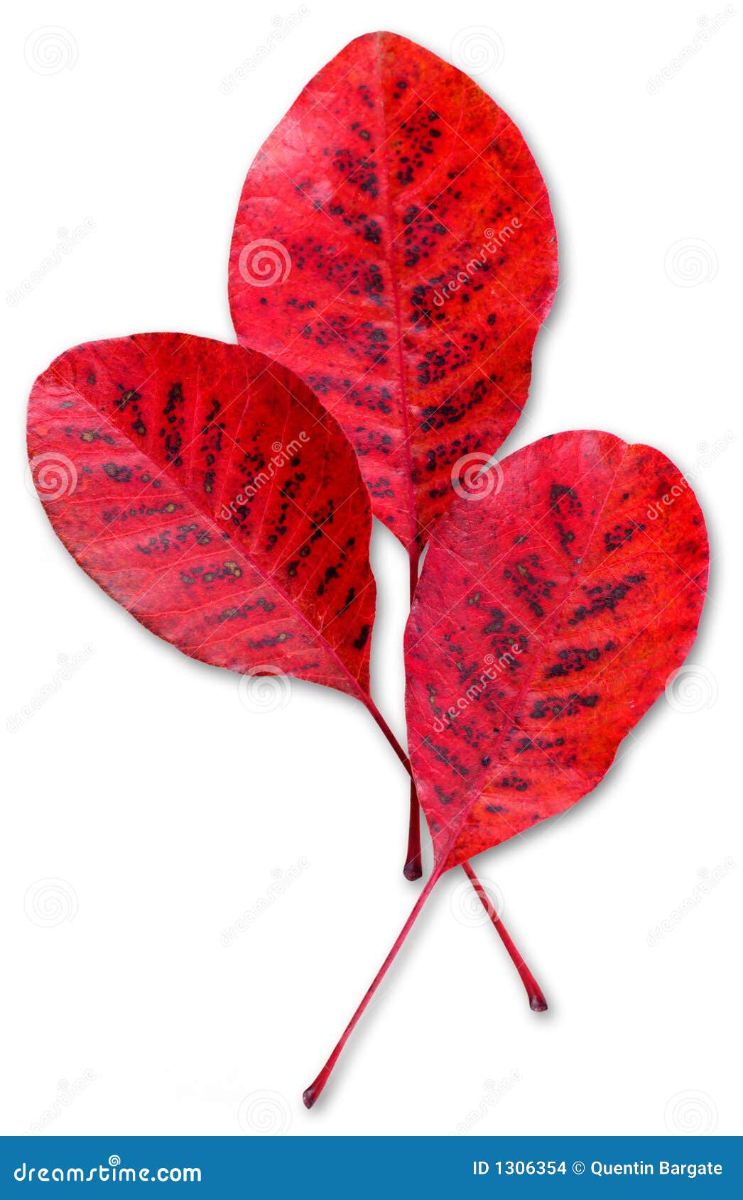 Three red fall leaves stock photo. Image of high, color - 1306354