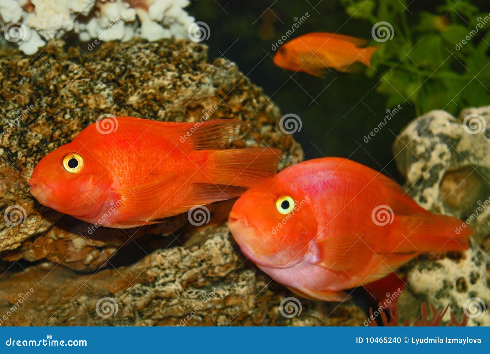 Three red fishes stock photo. Image of bottom, seabed - 10465240