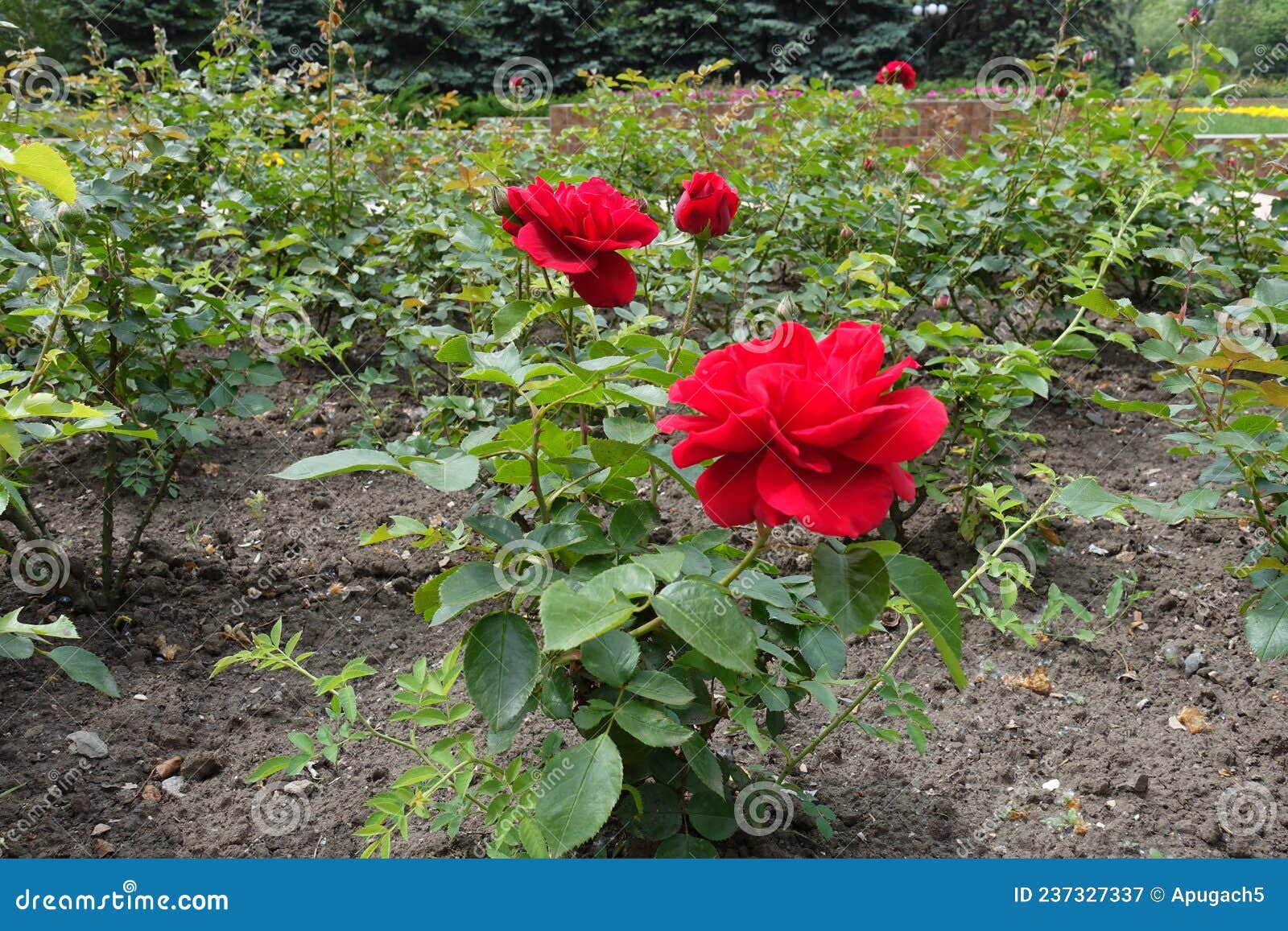 Three red flowers of roses stock image. Image of doubleflowered - 237327337