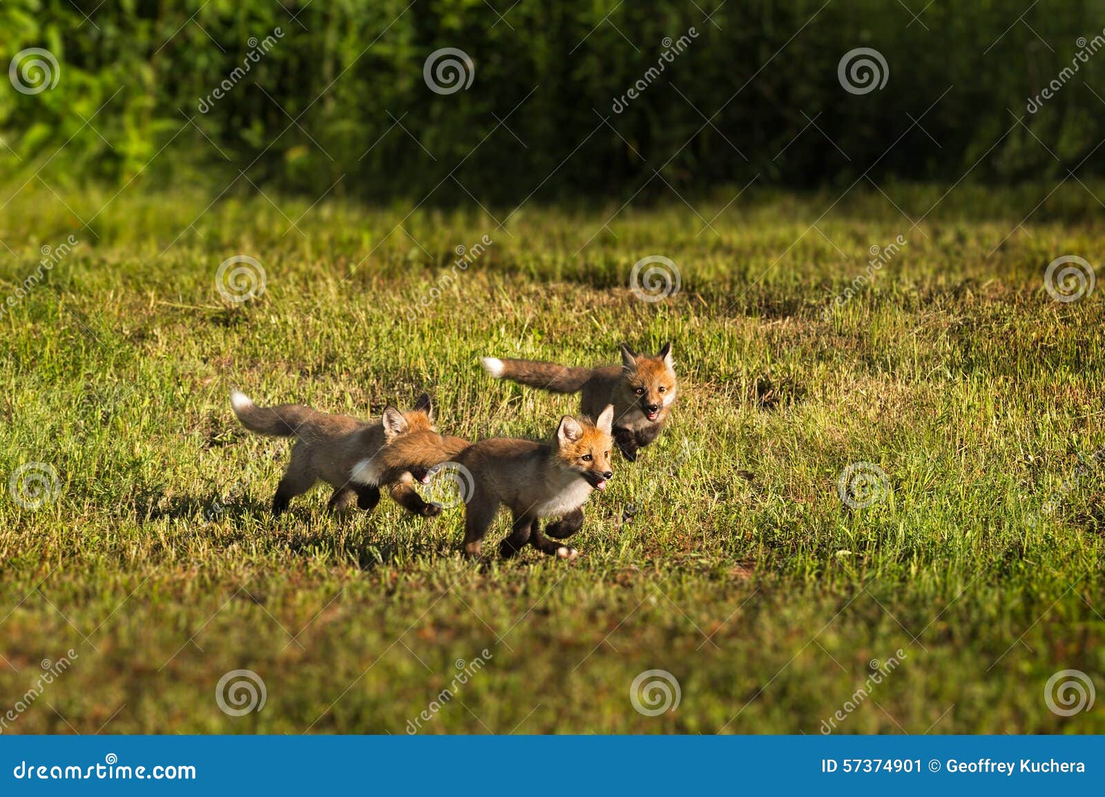Three Red Fox Kits (Vulpes Vulpes) Run through the Grass Stock Image ...