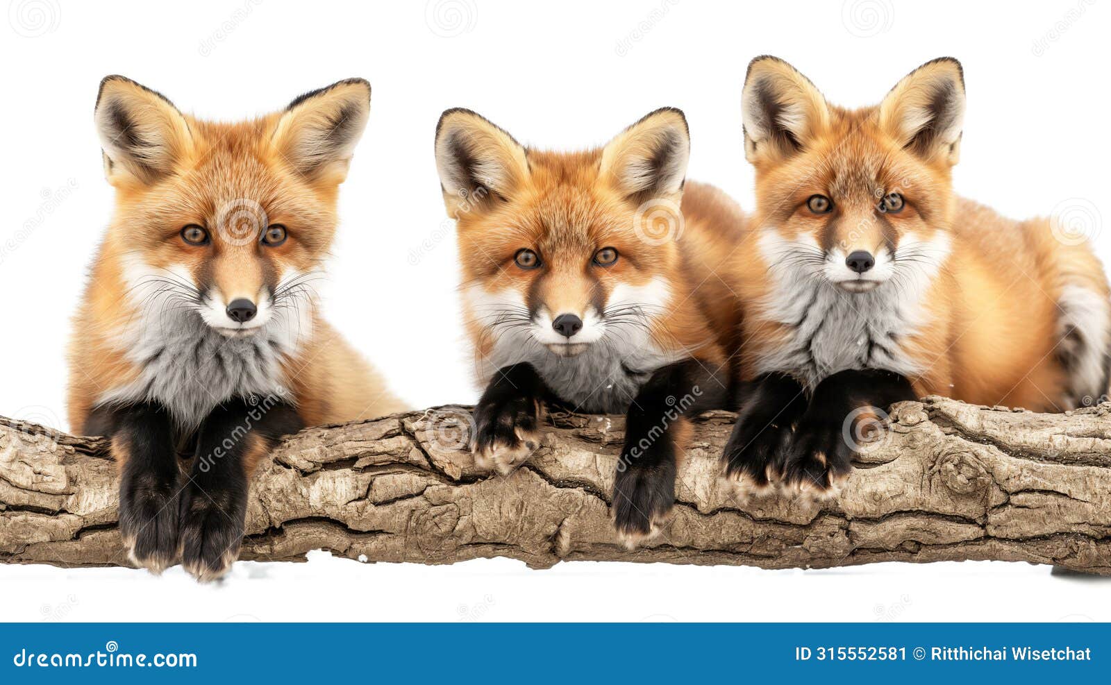 Three Red Foxes Perched Over a Log, Gazing Forward with a White ...