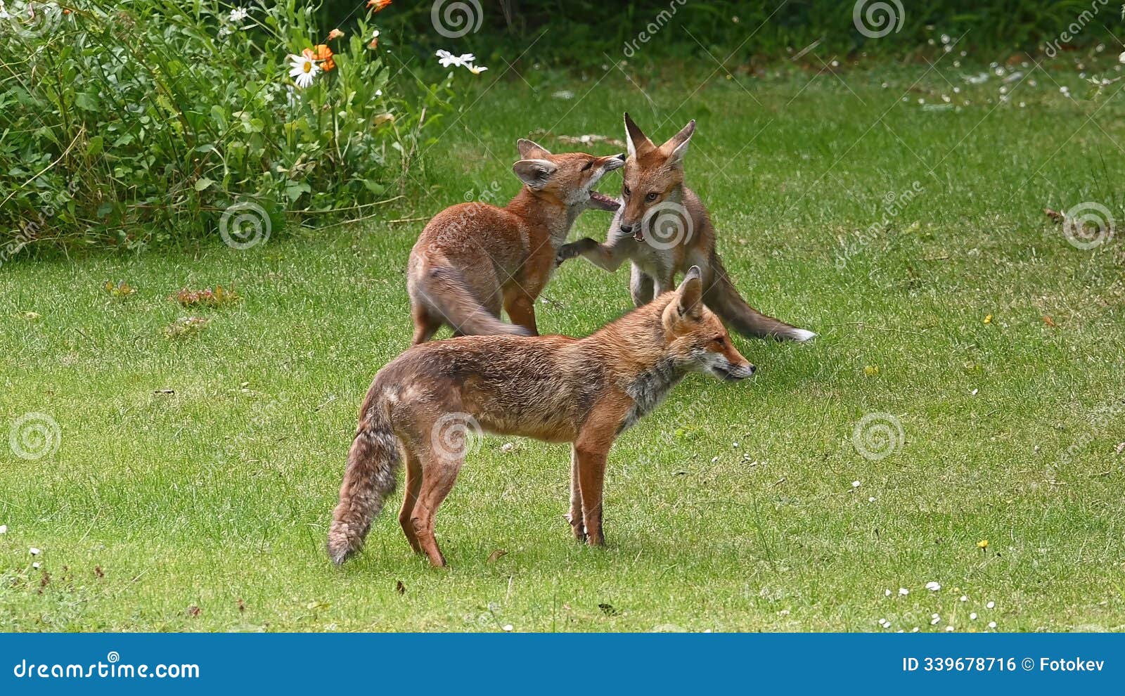 Three red foxes playing stock photo. Image of outdoor - 339678716