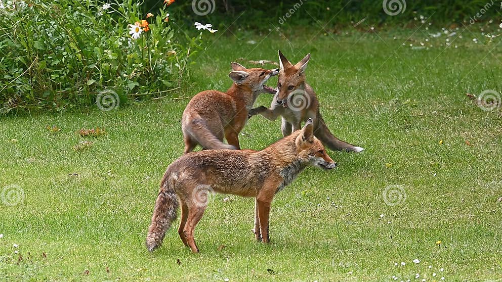 Three red foxes playing stock photo. Image of outdoor - 339678716