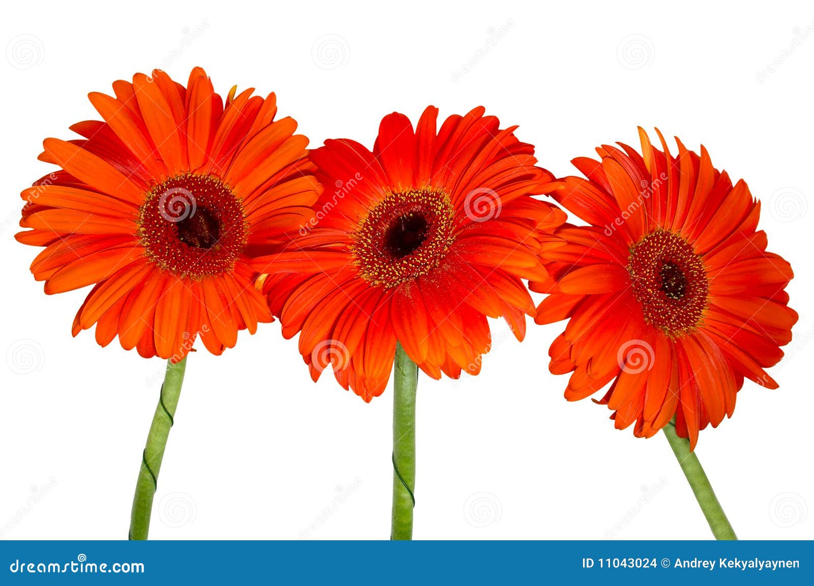 Three red gerberas stock photo. Image of daisy, arrangement - 11043024