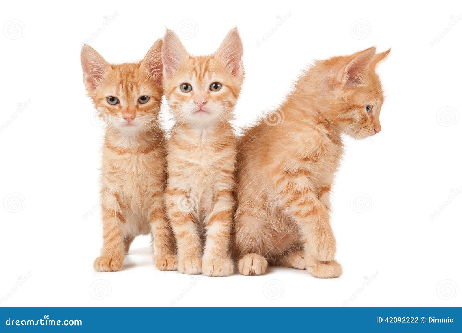 Three red kittens stock photo. Image of kitten, looking - 42092222