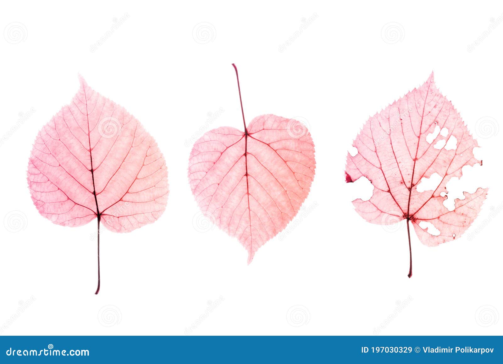 Three Red Leaves Isolated on White Background. Objects for Design Stock ...