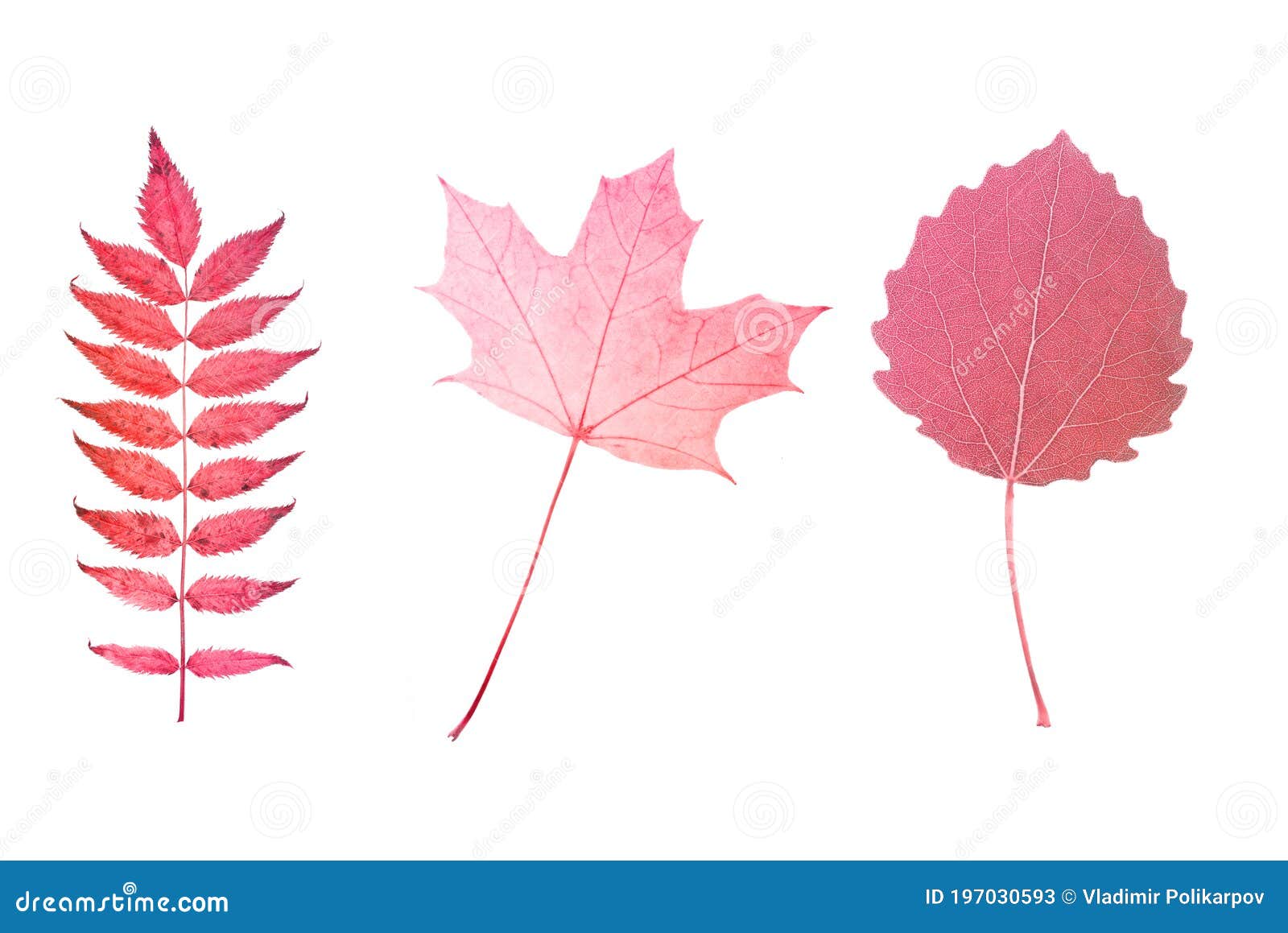 Three Red Leaves Isolated on White Background. Objects for Design Stock ...