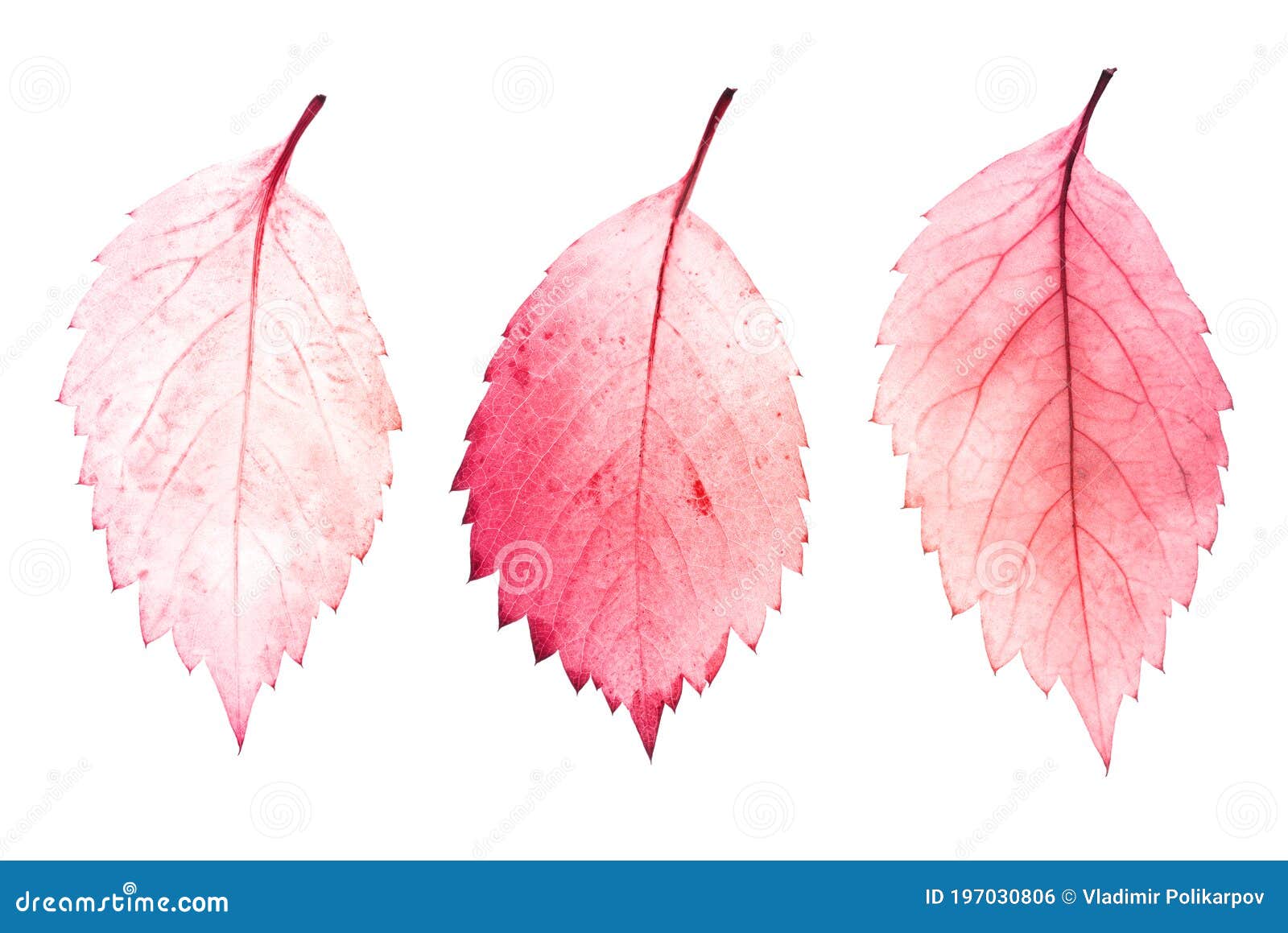 Three Red Leaves Isolated on White Background. Objects for Design Stock ...