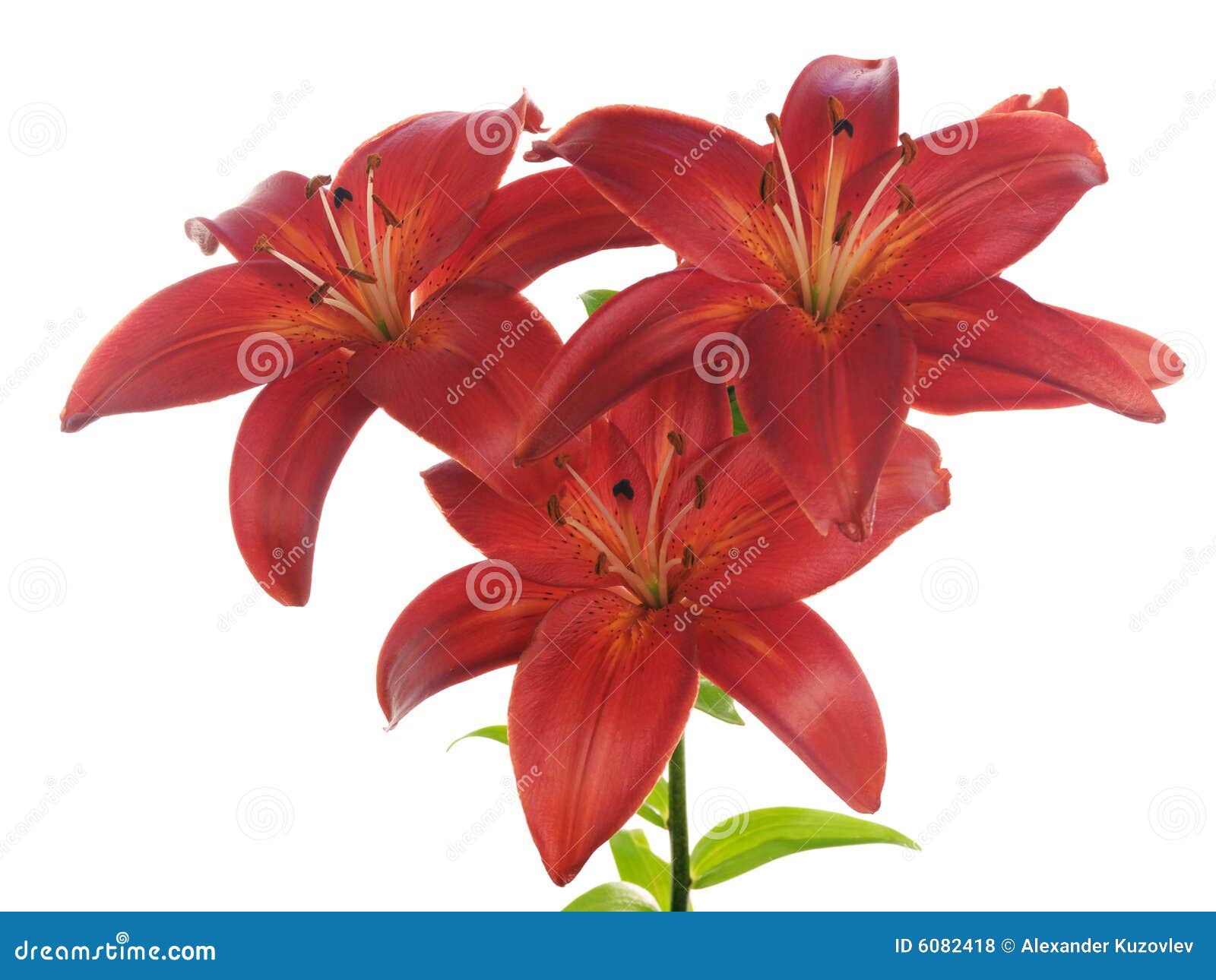 Three red lilies stock photo. Image of freshness, petal - 6082418