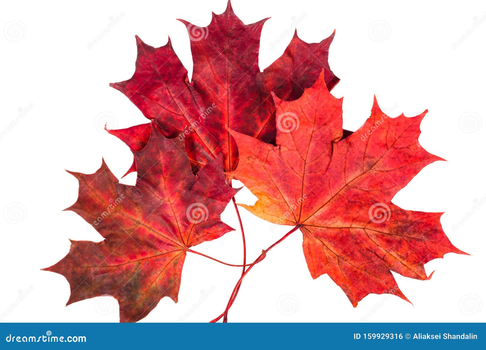 Three Red Maple Leaves on a White Background. Stock Photo - Image of ...