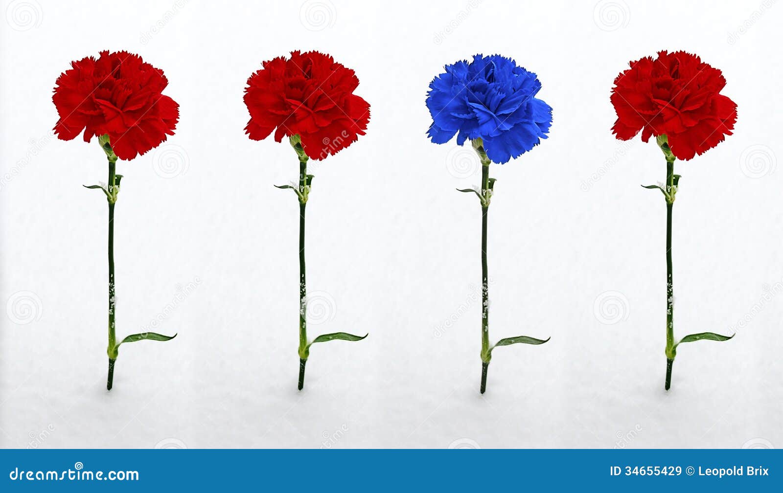 Three Red and One Blue Carnation in the Snow Stock Image - Image of ...