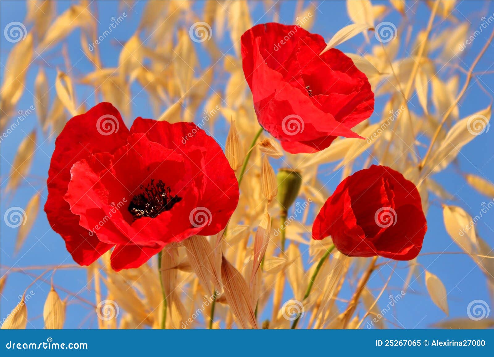 Three red poppies stock image. Image of flora, petals - 25267065