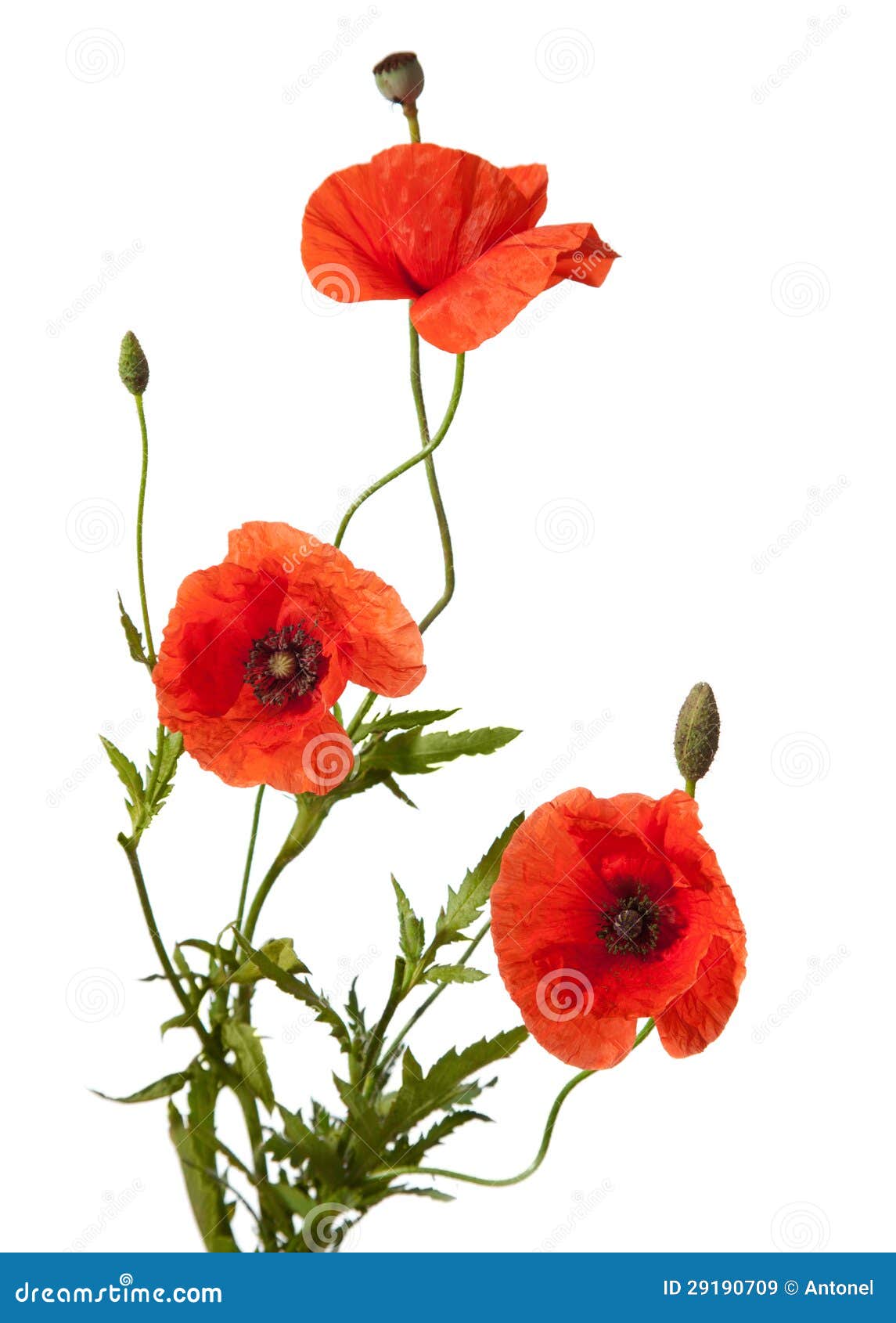 Three red poppies stock image. Image of floral, isolate - 29190709