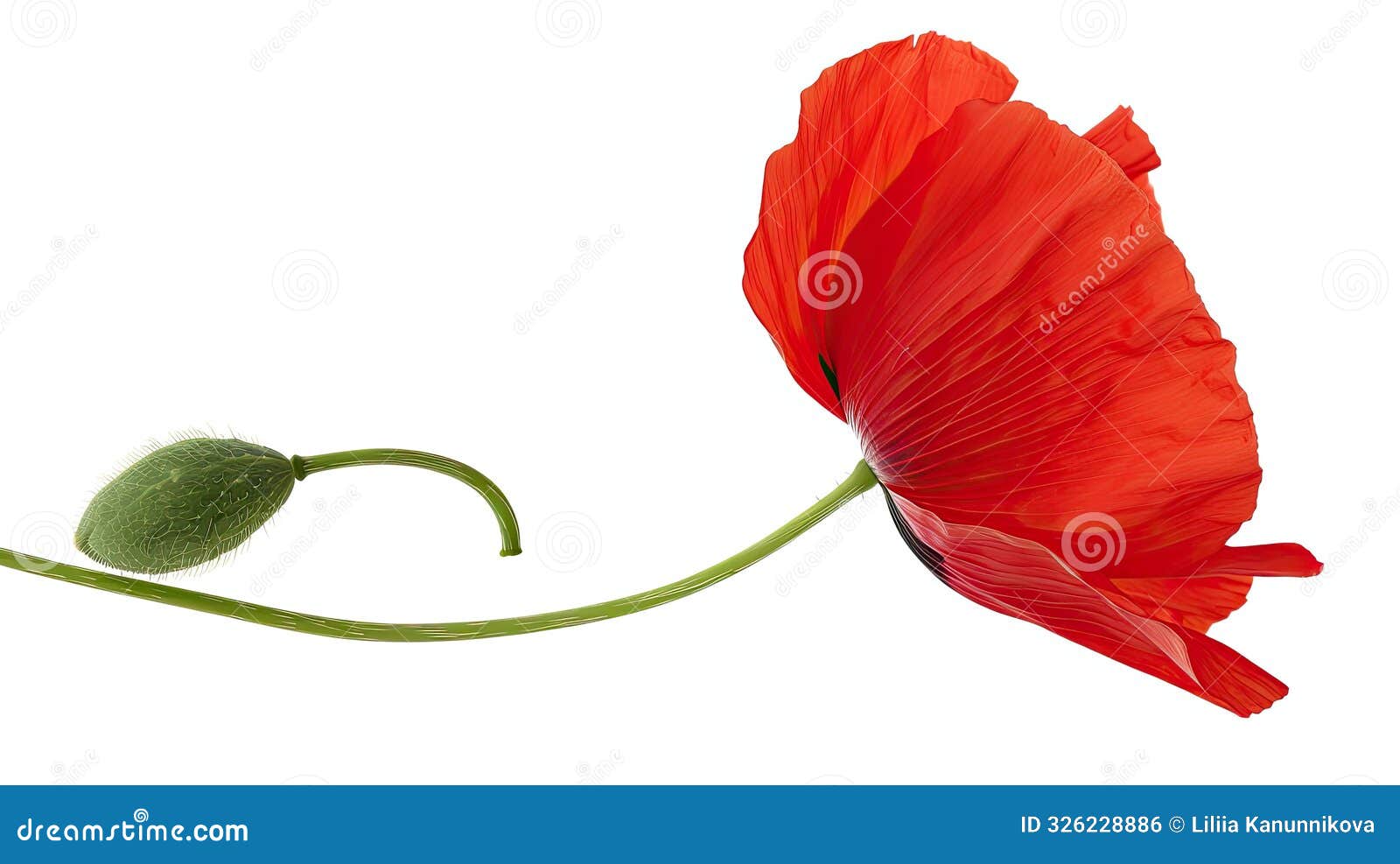 Three Red Poppies with Green Leaves and a Seed Pod are Displayed on a ...