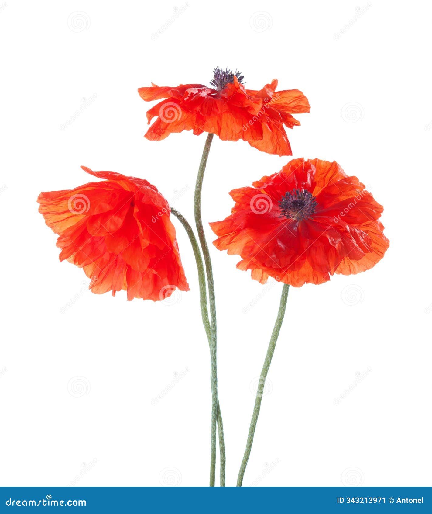 Three Red Poppies Isolated on White Background Stock Image - Image of ...