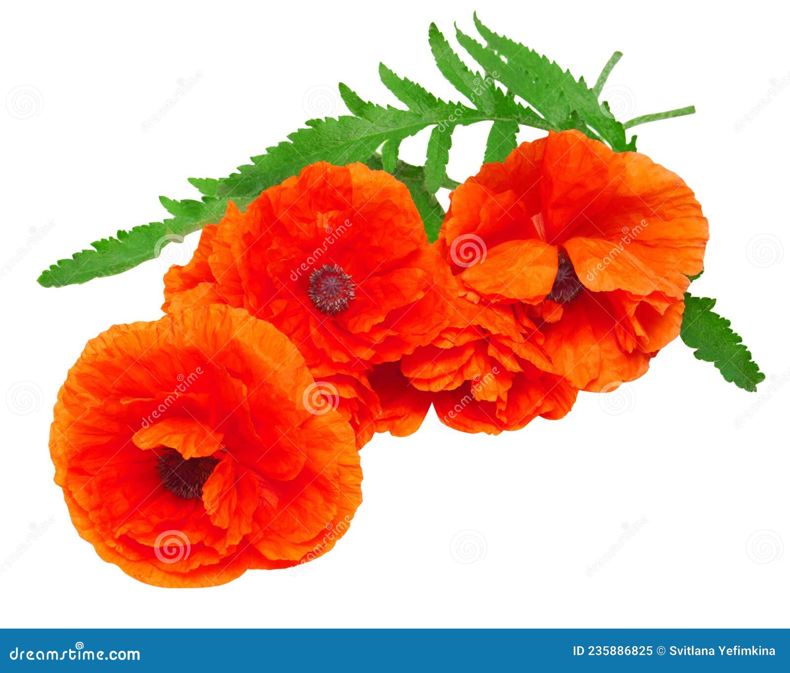 Three Red Poppy with Leaves Stock Image - Image of beauty, mother ...
