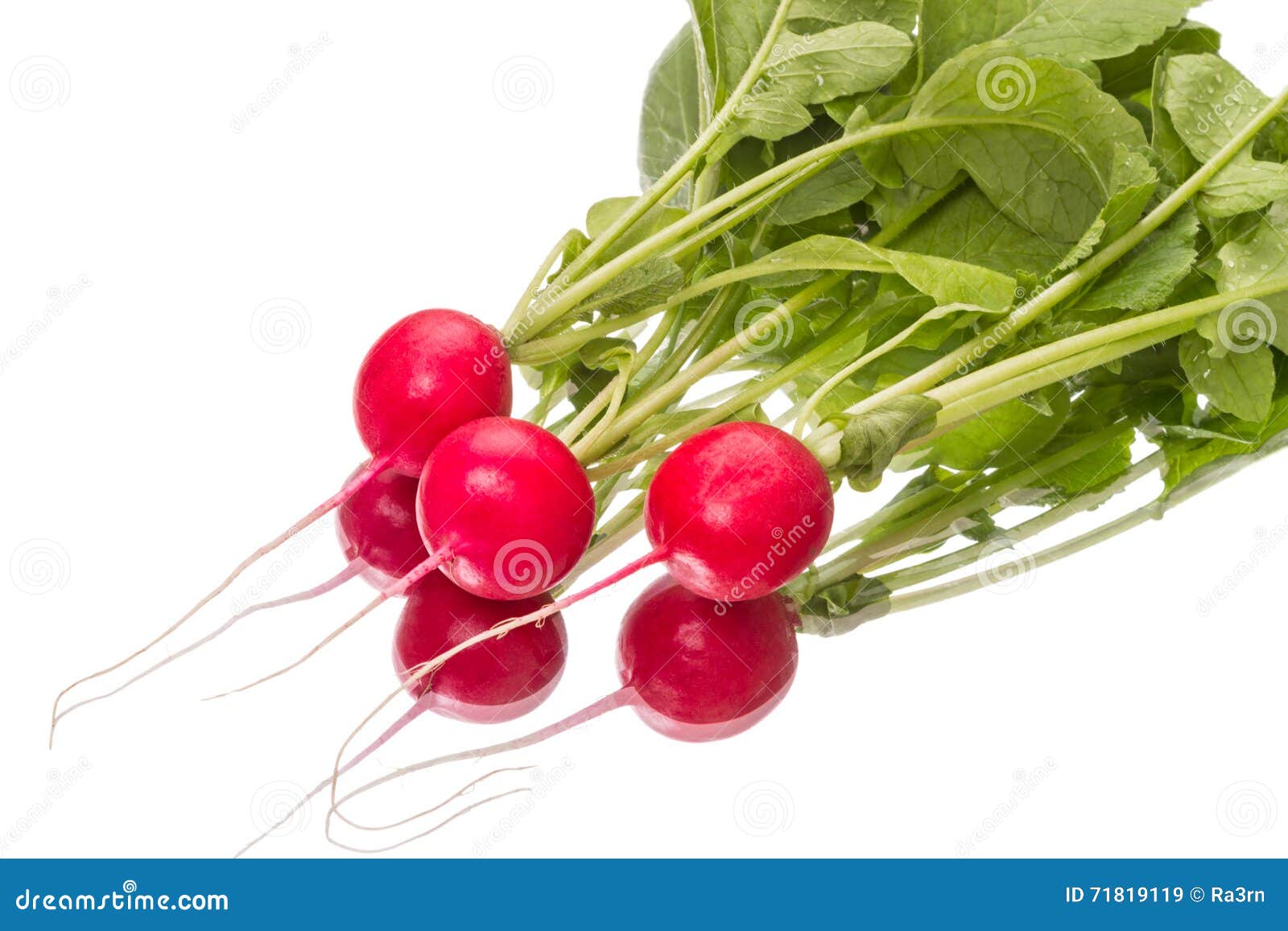 Three Red Radish and Reflection Stock Image - Image of plant ...
