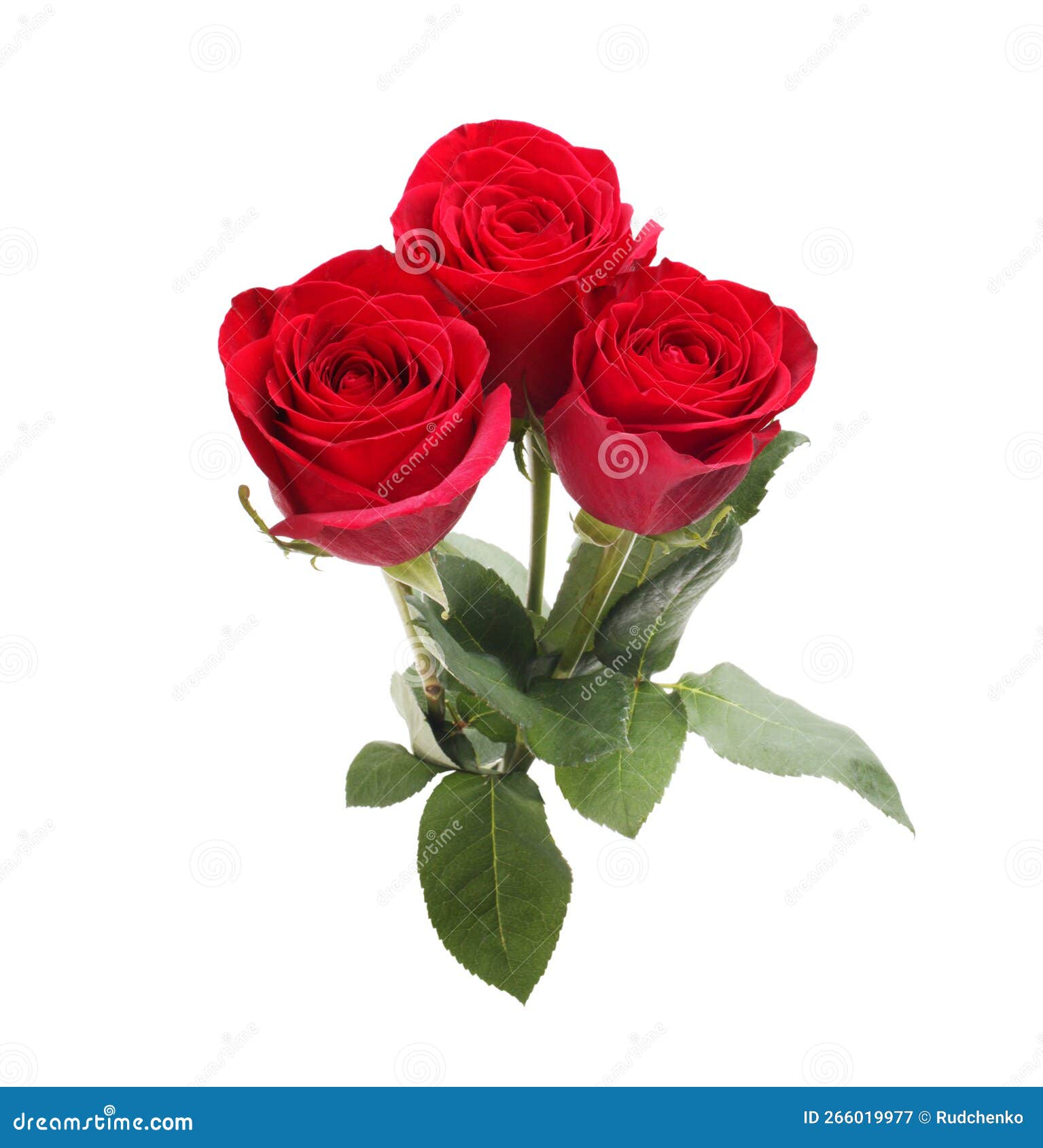 Three Red Rose Flowers Isolated on White Background Stock Image - Image ...
