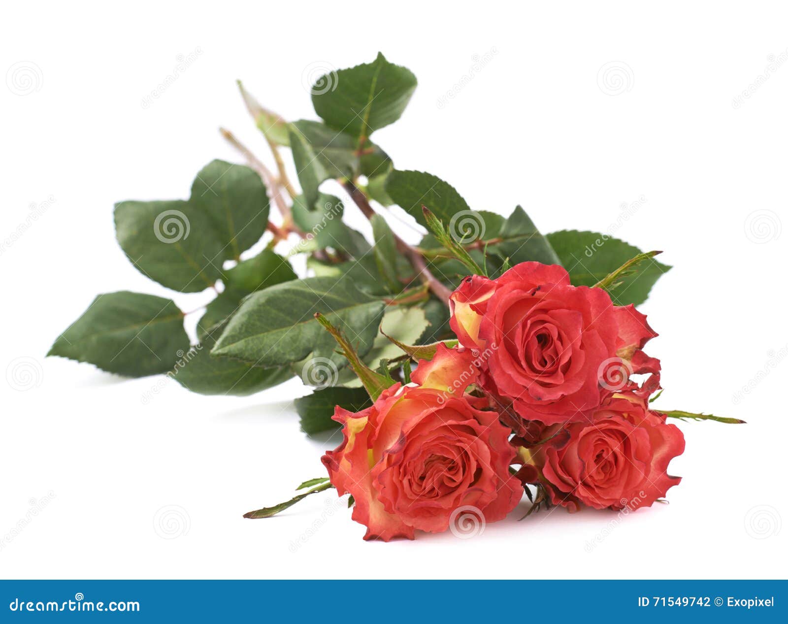 Three Red Rose Isolated Lying Over the White Surface Stock Photo ...