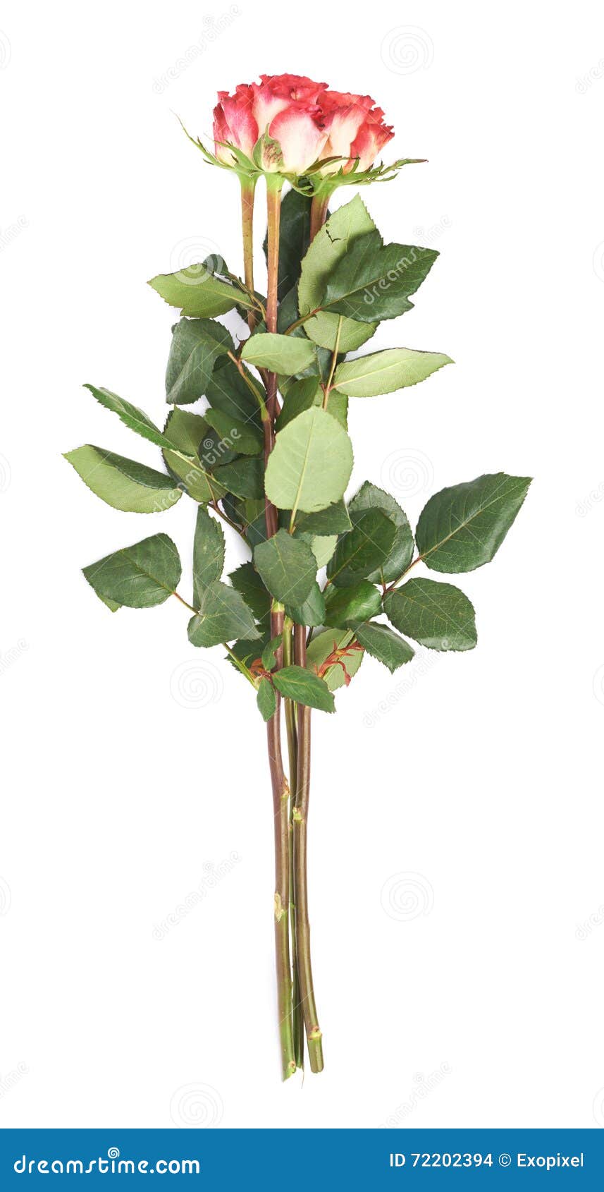 Three Red Rose Isolated Lying Over the White Surface Stock Photo ...