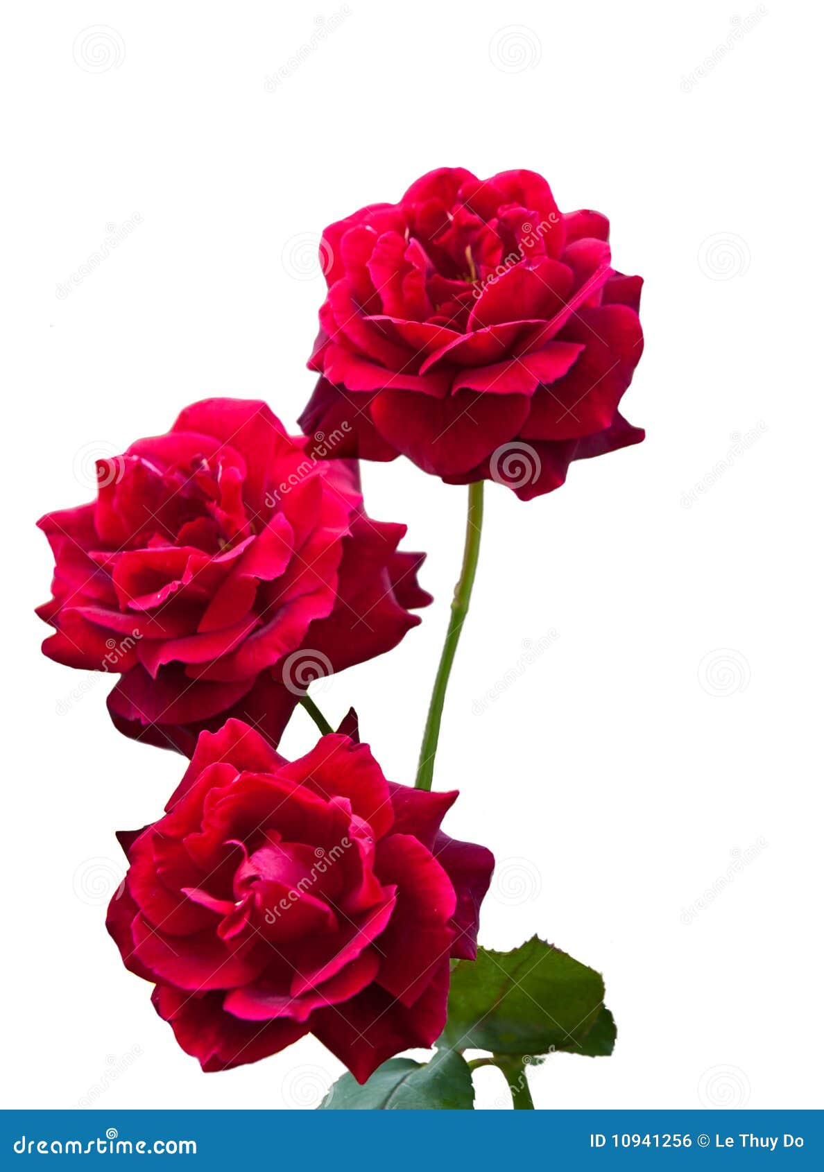 Three Red Roses stock photo. Image of rose, blossom, white - 10941256