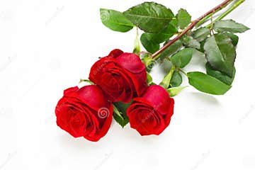 Three red roses stock image. Image of passion, romantic - 13140005