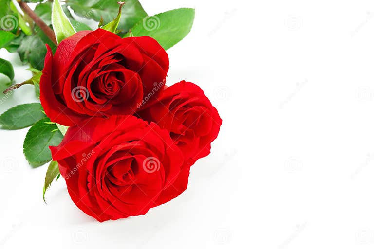 Three red roses stock photo. Image of beautiful, leaf - 13140226