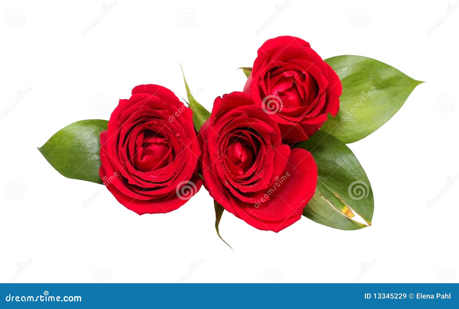 Three red roses stock image. Image of rose, bouquet, spring - 13345229