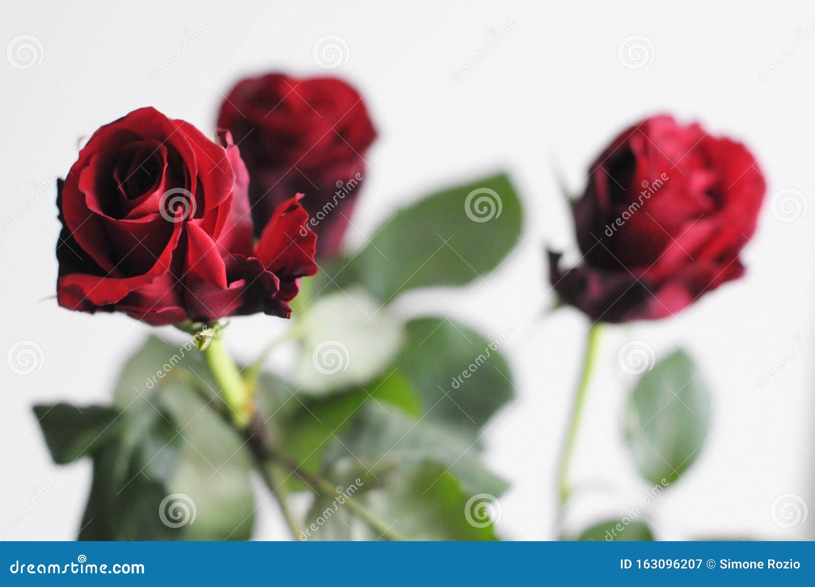 Three red roses stock image. Image of blossom, nature - 163096207