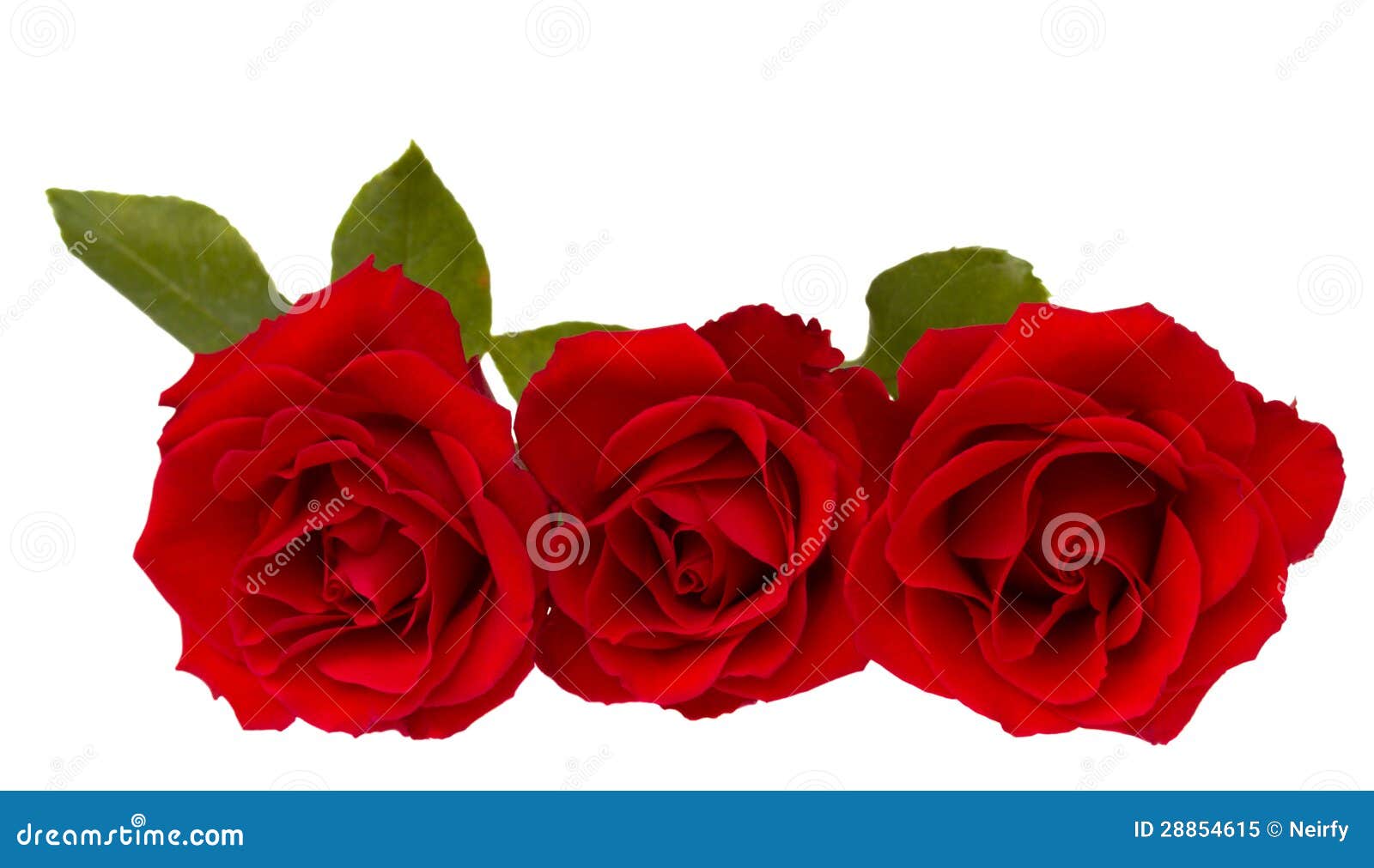 Three red roses stock image. Image of colour, border - 28854615