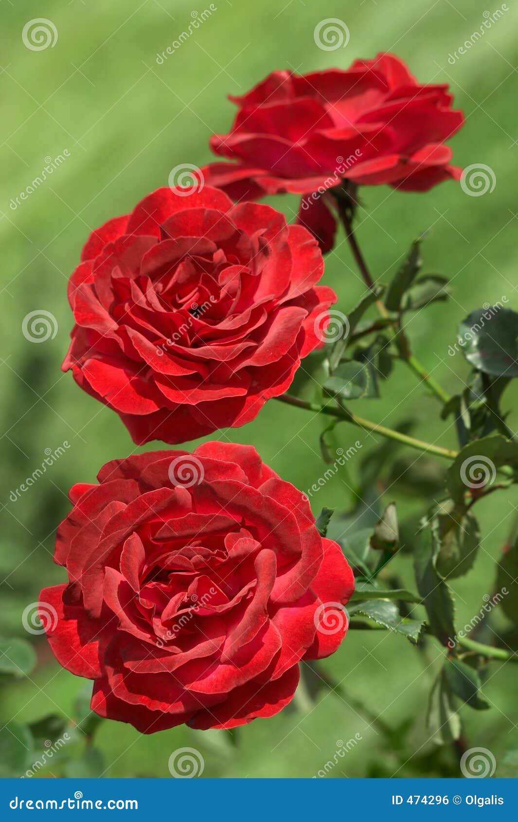Three Red Roses stock photo. Image of valentine, wedding - 474296