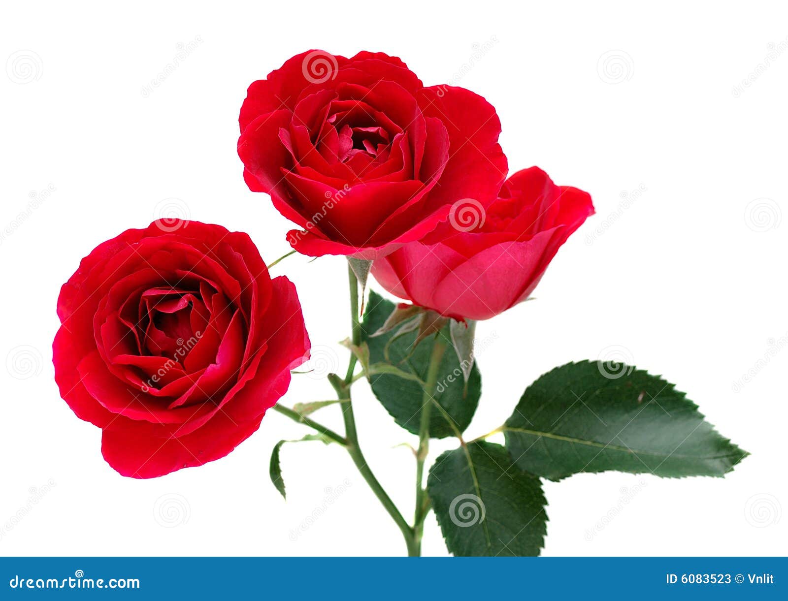 Three red roses stock image. Image of flora, plant, folded - 6083523
