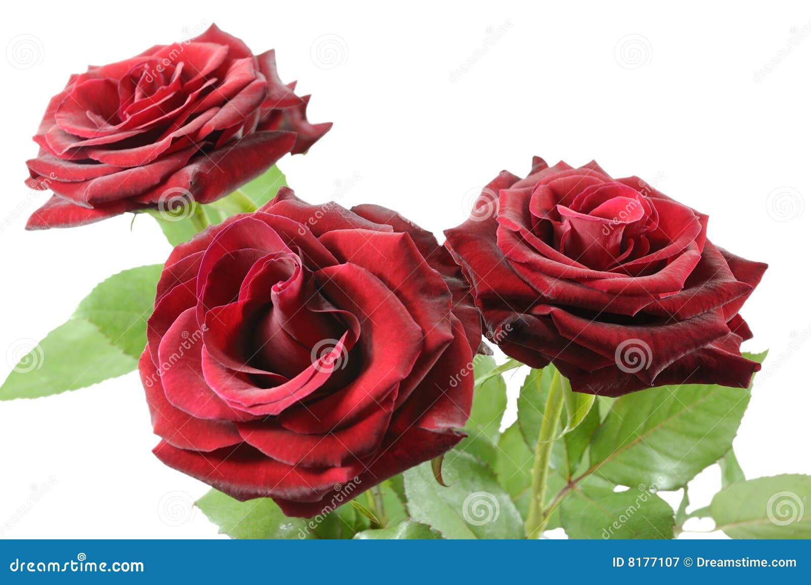 Three red roses stock image. Image of rose, green, flower - 8177107