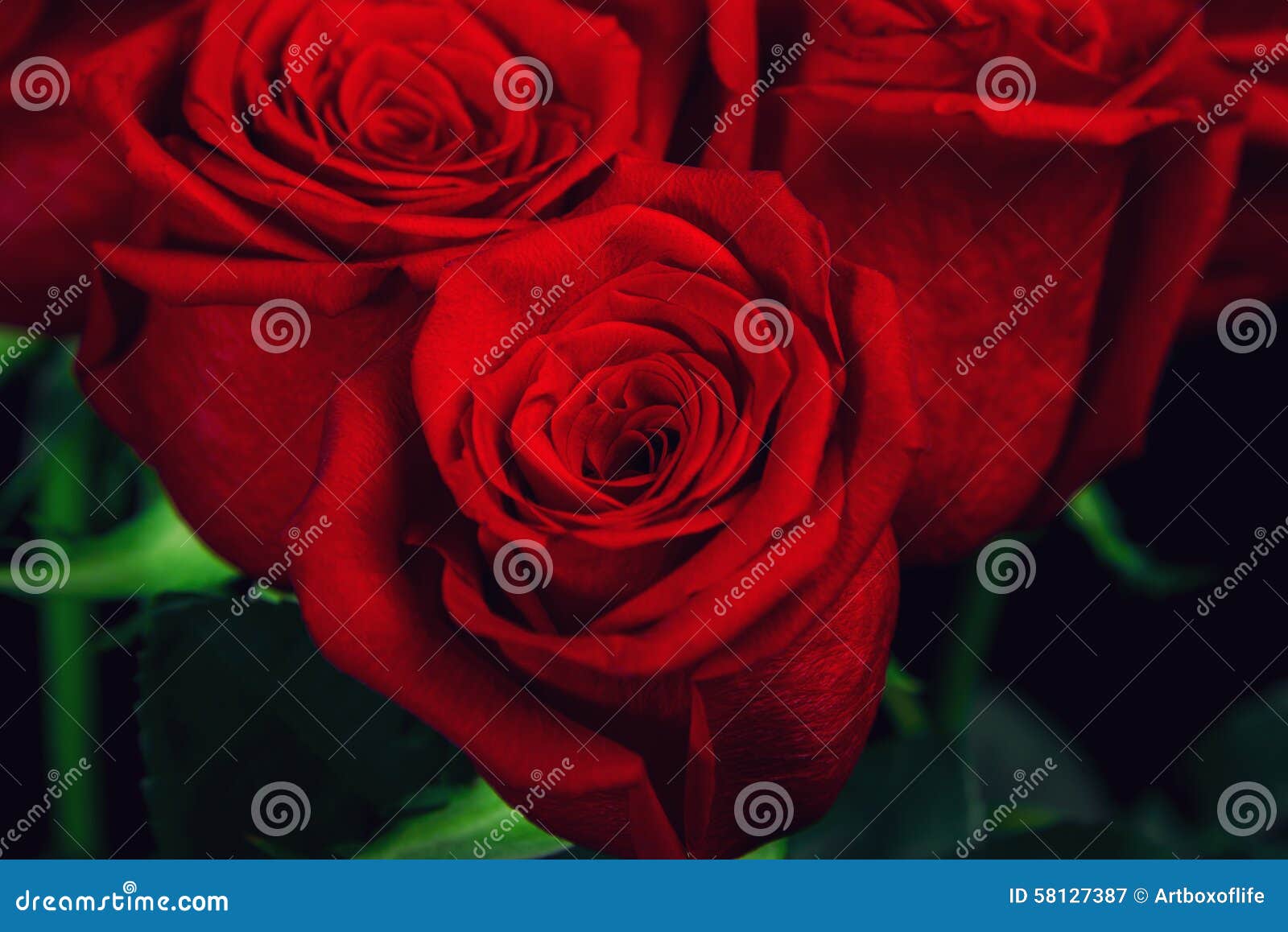 Three red roses stock image. Image of nature, passion - 58127387