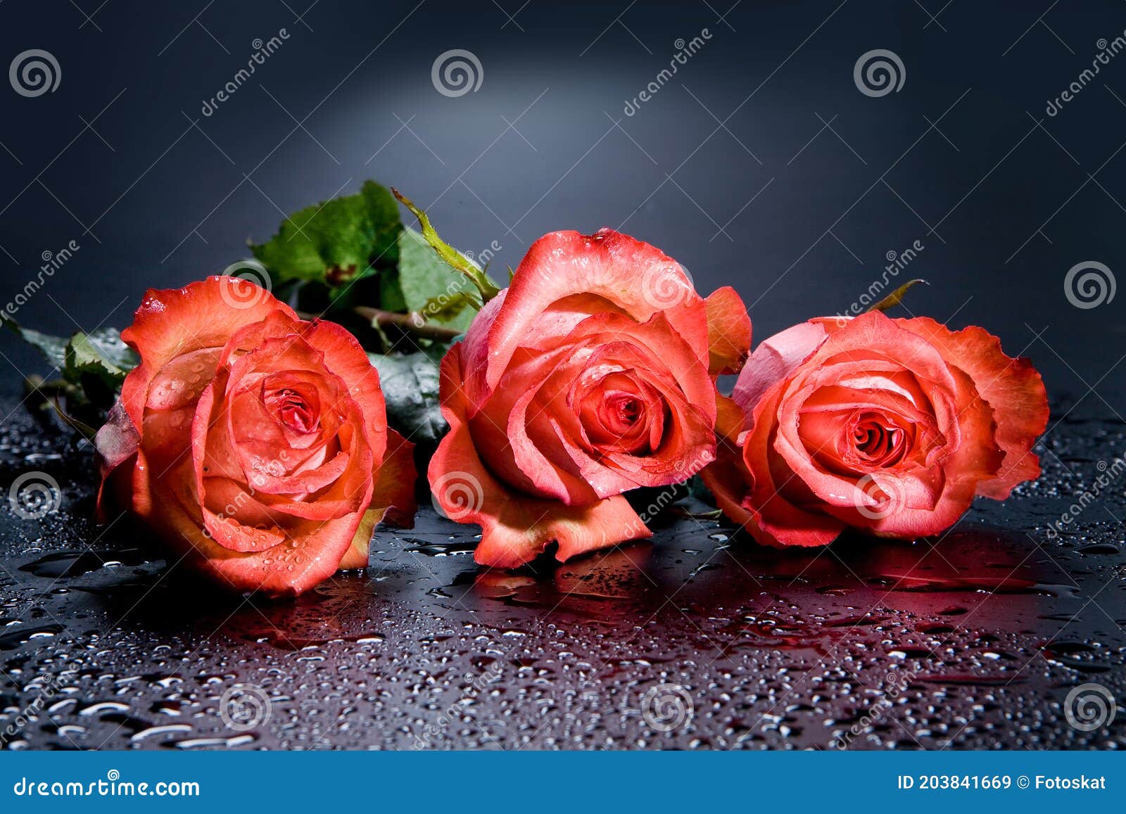 Three Red Roses stock image. Image of nature, culture - 203841669